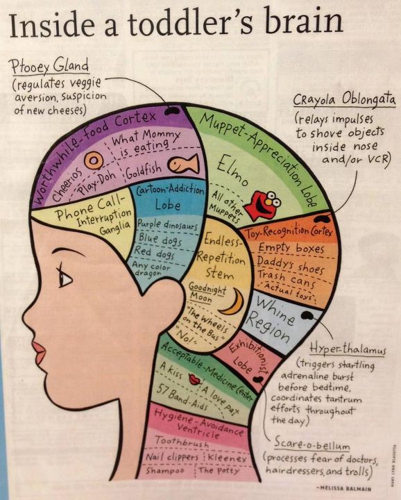 Language Development In Toddlers Speech Therapy Needs More Than Language Development In Toddlers Speech Therapy Needs More Than
